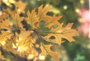 CHLOROSIS